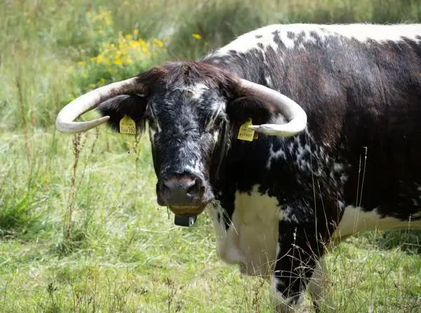 Grazing in Epping Forest - City of London
